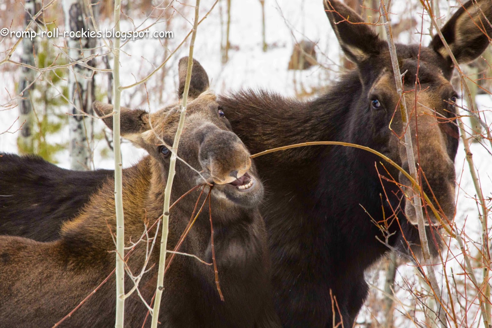 Romping and Rolling in the Rockies: A Moose Meeting
