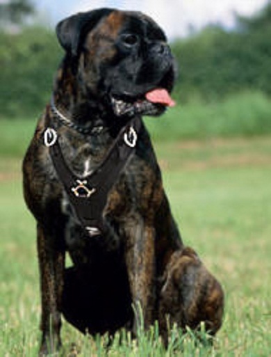 Cute Dogs|Pets: Brindle Boxer Dogs Pictures