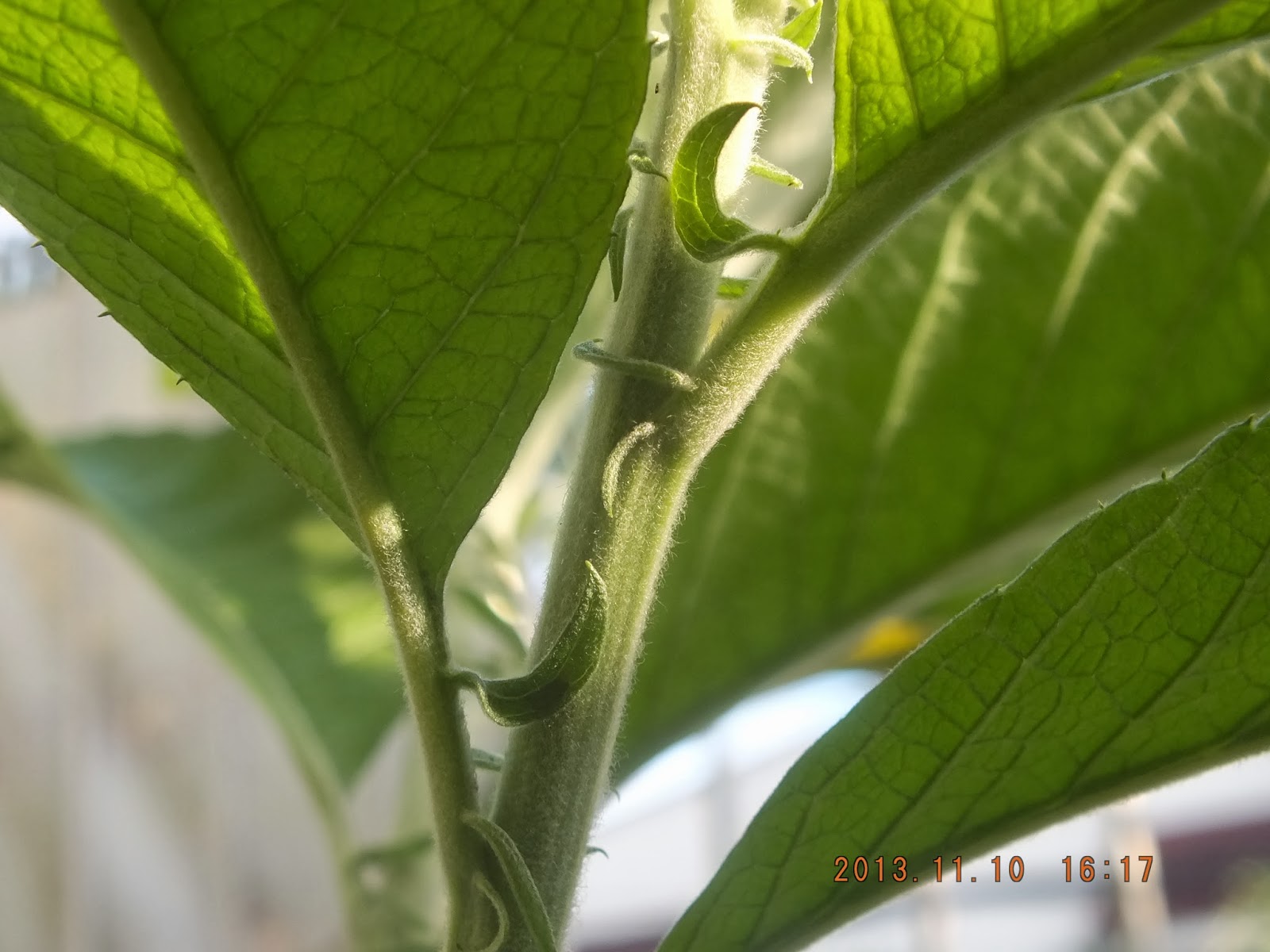 Photography with Dr. Ernie.: Alibhon or Sambong