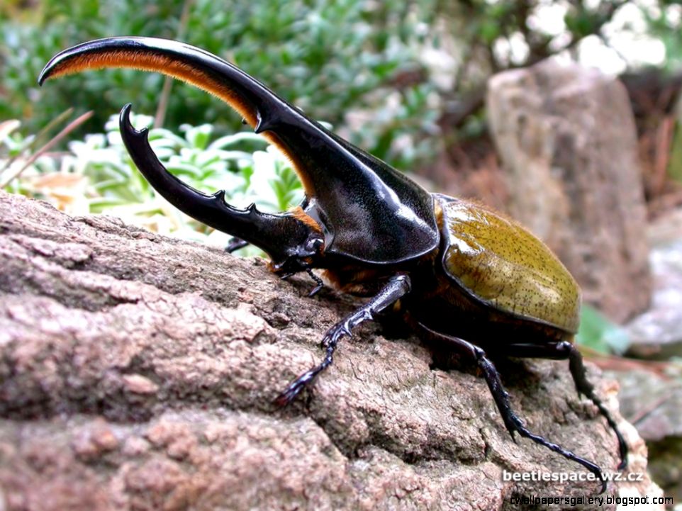 Hercules Beetle Fighting | Wallpapers Gallery