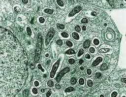 Bakteri Rhizobium Leguminosarum: Bakteri Rhizobium Leguminosarum