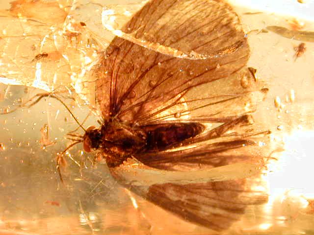 JÓIAS DA NATUREZA: BORBOLETAS JURÁSSICAS