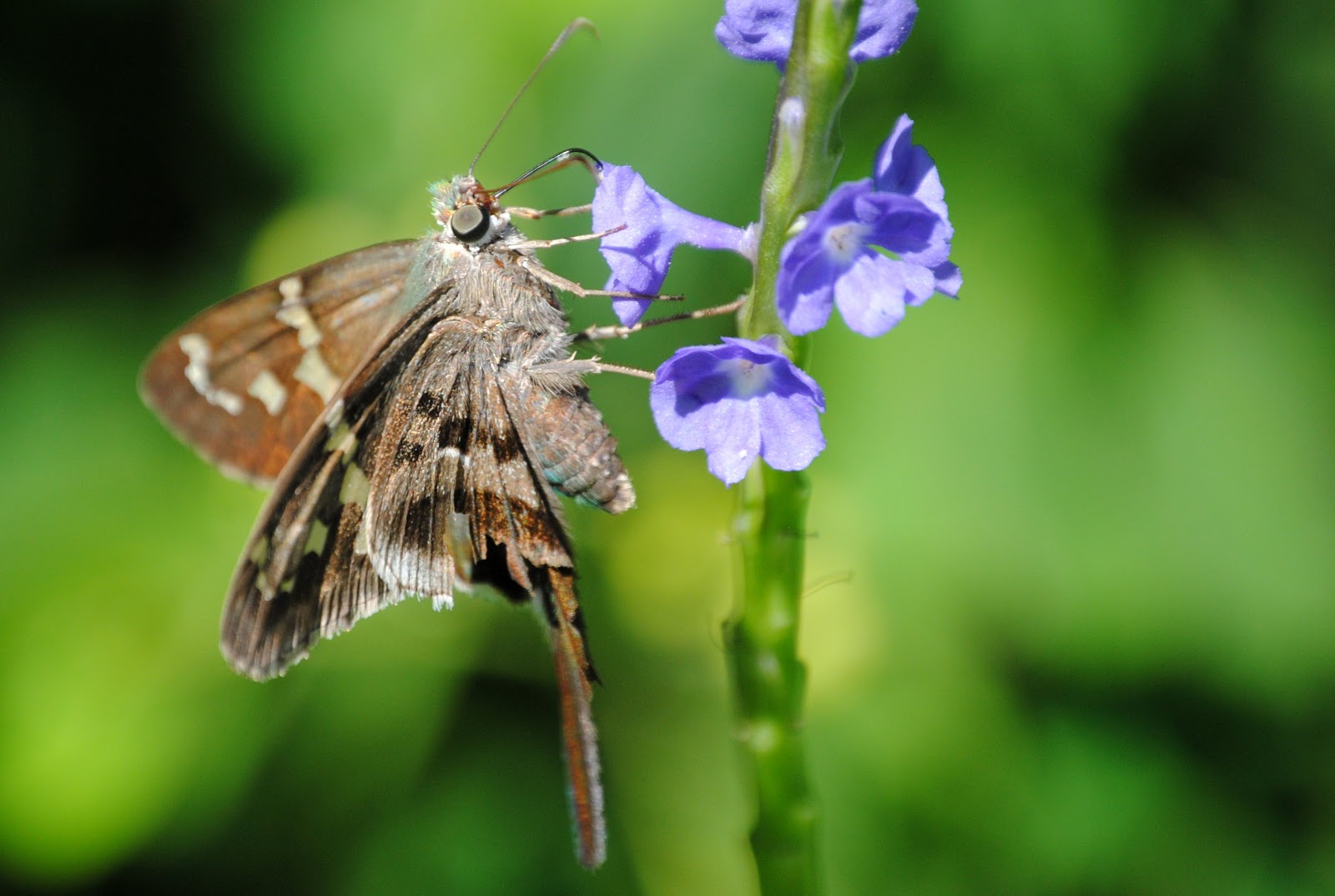 Field Notes and Photos: Florida Fall Butterflies