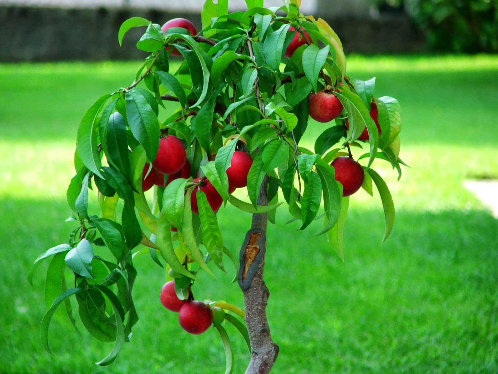 Evoluzione Bonsai : Bonsai di Pesco - Peach - prunus persica