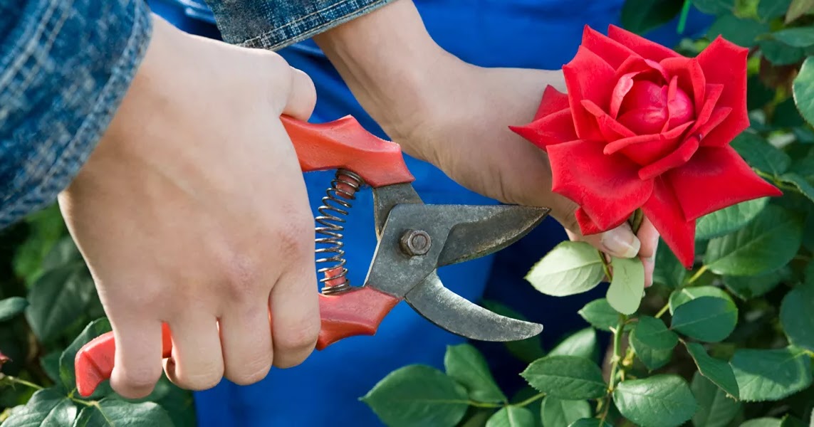 In San Godenzo - Turismo in Toscana: Dialogando con le rose del nostro ...