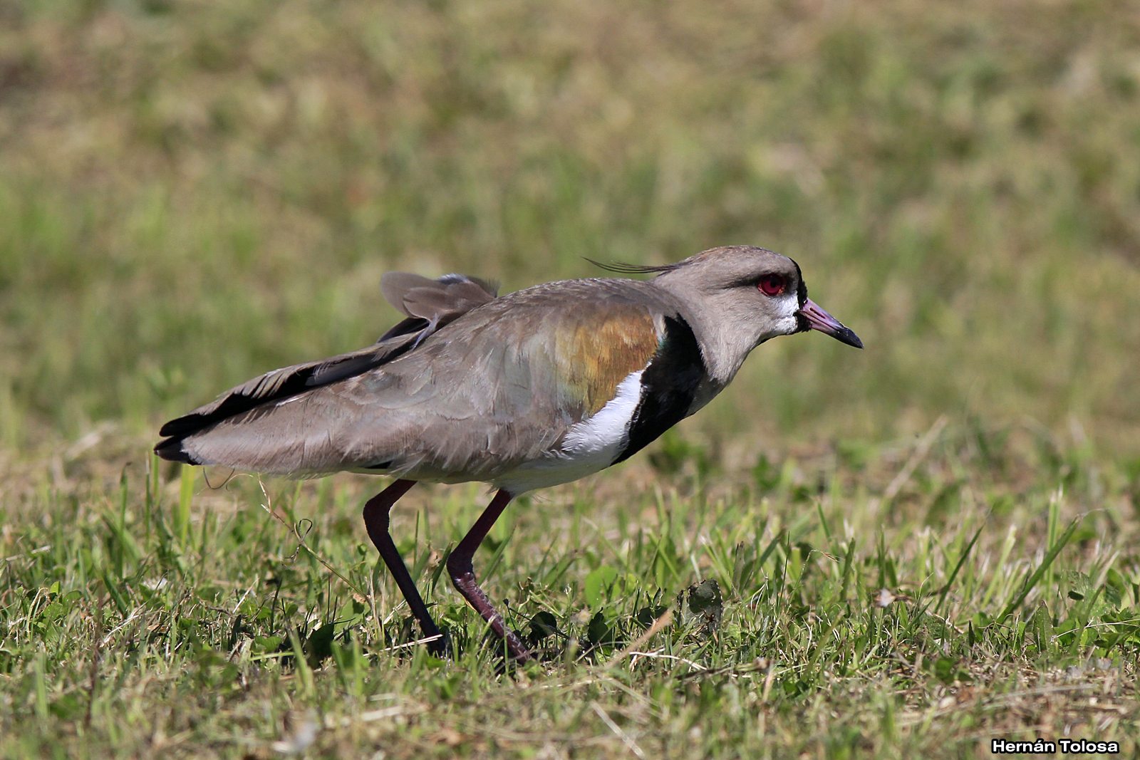 Aves de Argentina: Temporada de cría de teros