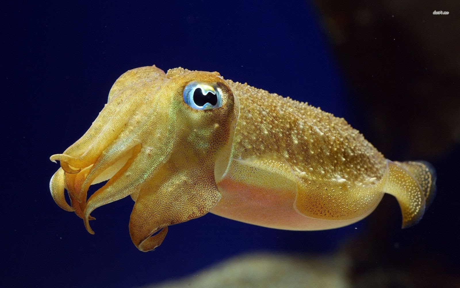 Moluscos Sepiida moluscos-sepiida