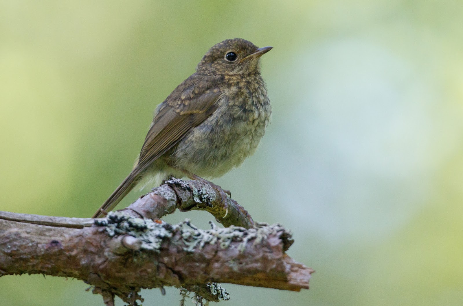 Tuulanhavis: Nuoria lintuja