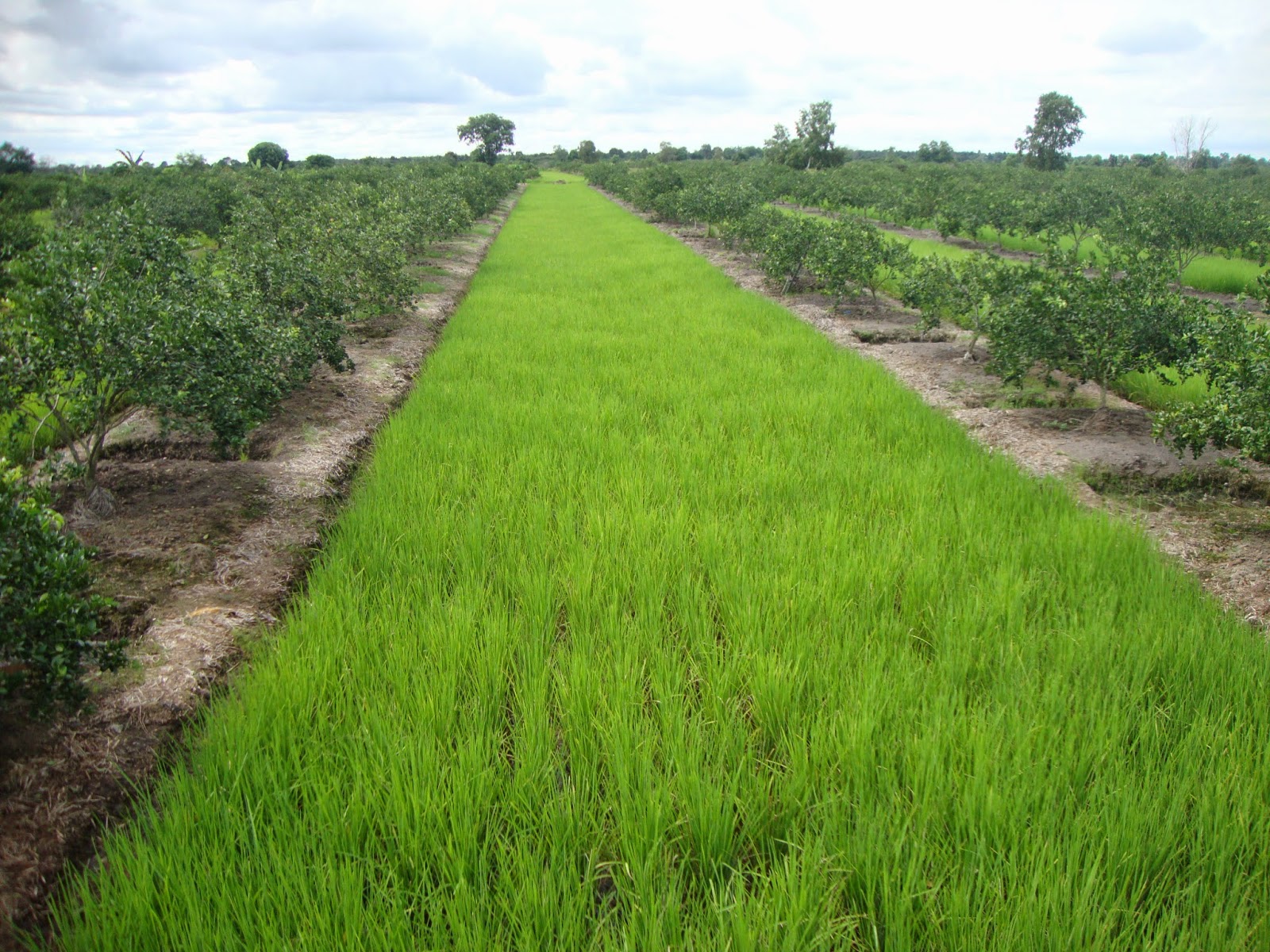 Jeruk Siam Banjar ~ Segalanya Rawa