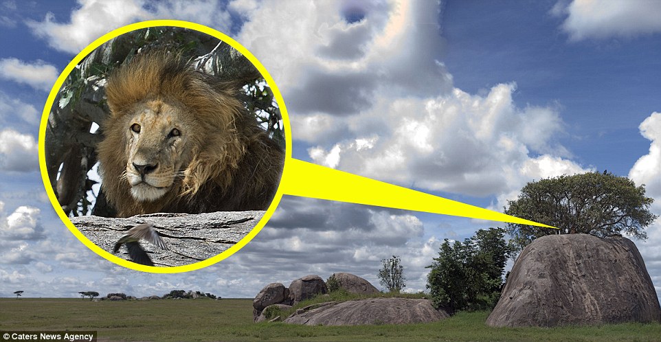 Can you spot the lion waiting to pounce in this photograph?