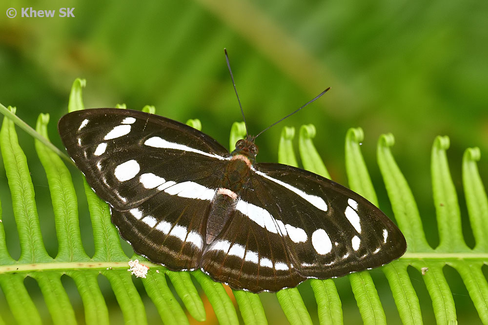 Butterflies of Singapore: Sergeants of Singapore