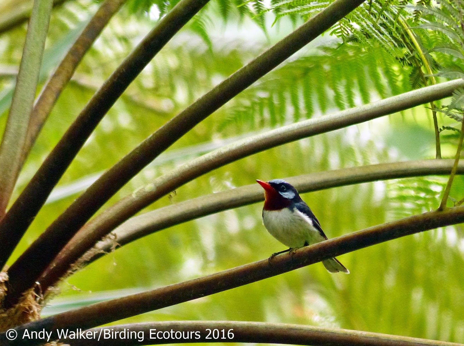 A.W.Birder: Always on the lookout for fine birds...: Fiji Birds