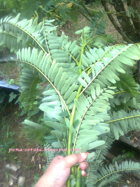 Pena Seroja: POKOK TURI