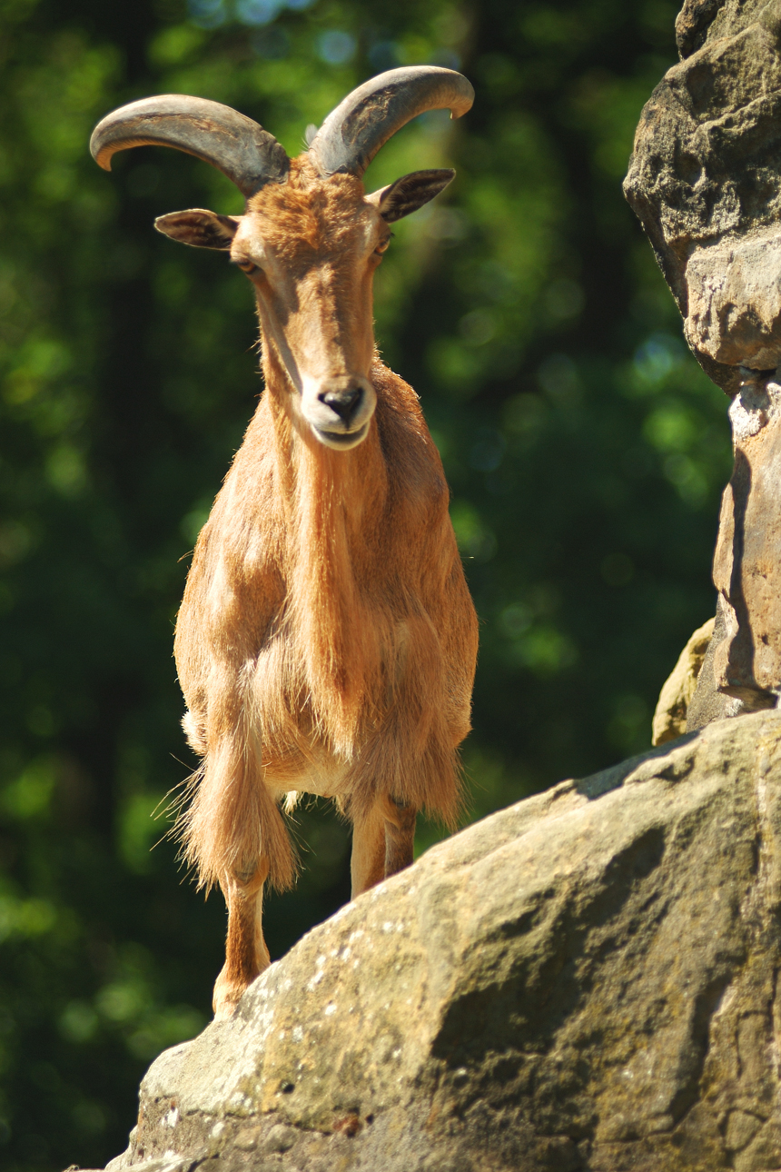 Women's Bible Study: Proverbs 30:29-31 Sure-footed leadership