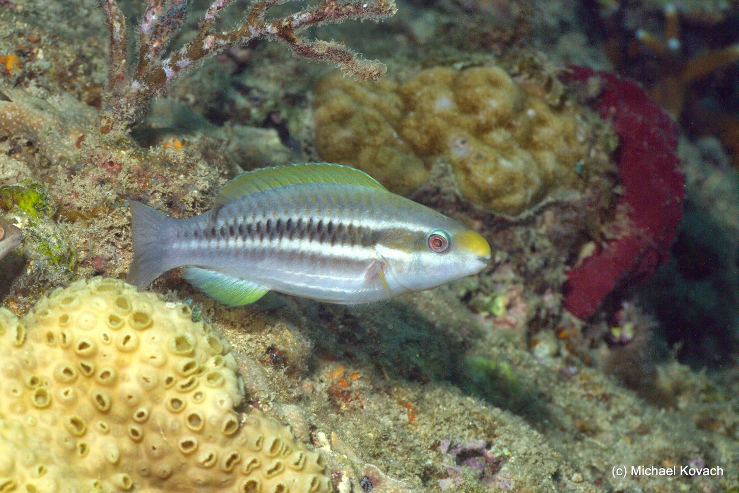 Cordova Dive Blog: 29 June 2014