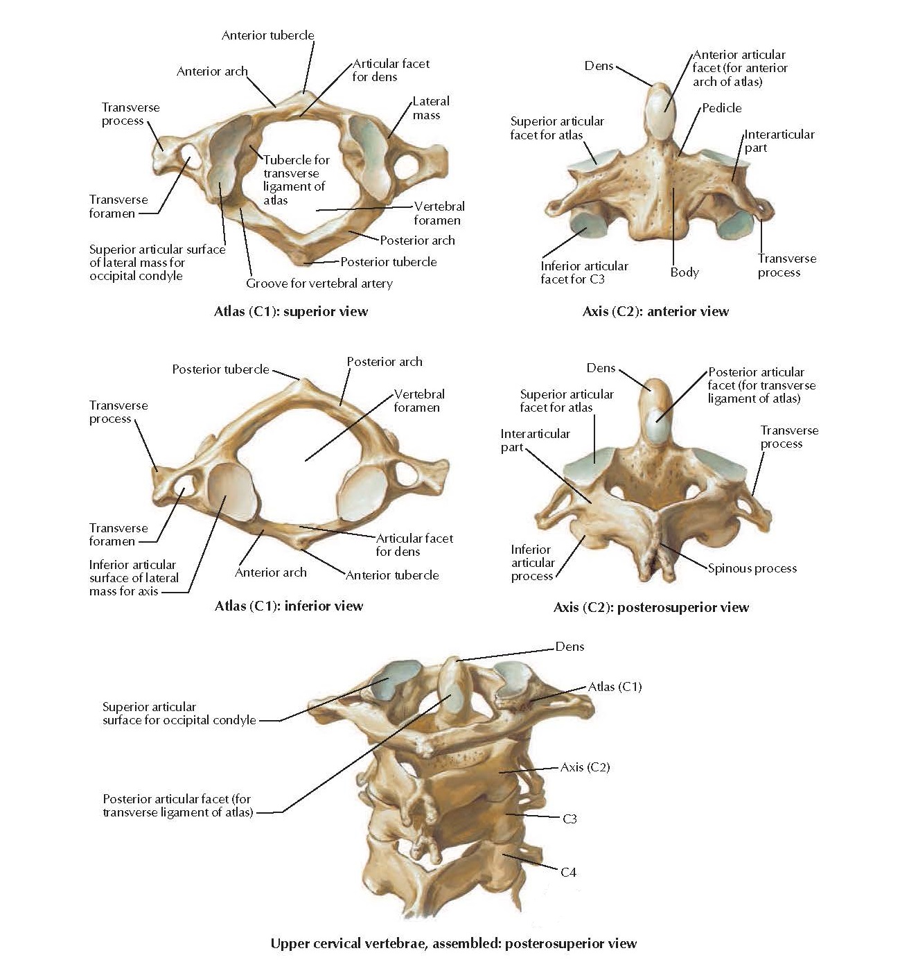 Cervical Vertebrae: Atlas and Axis Anatomy - pediagenosis