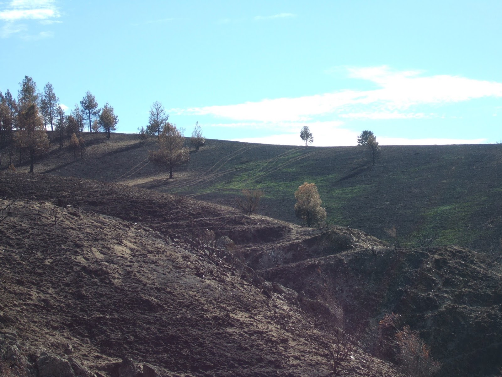 Reading the Washington Landscape: Fire Notes on West Edge of Waterville ...