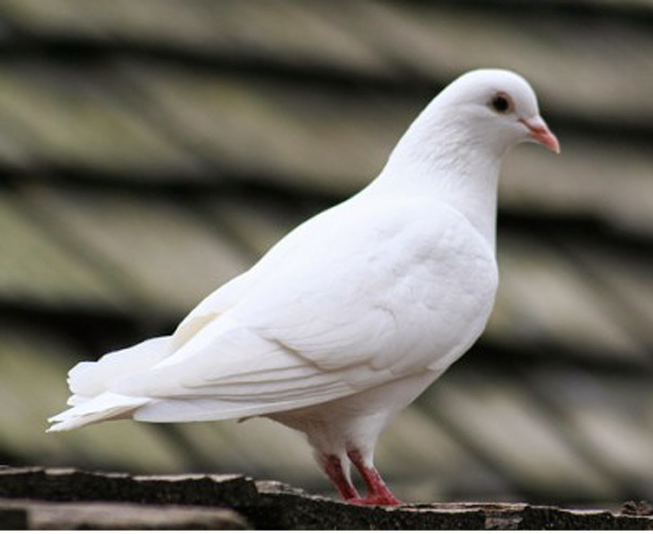 Rupa rupa burung - macam macam burung