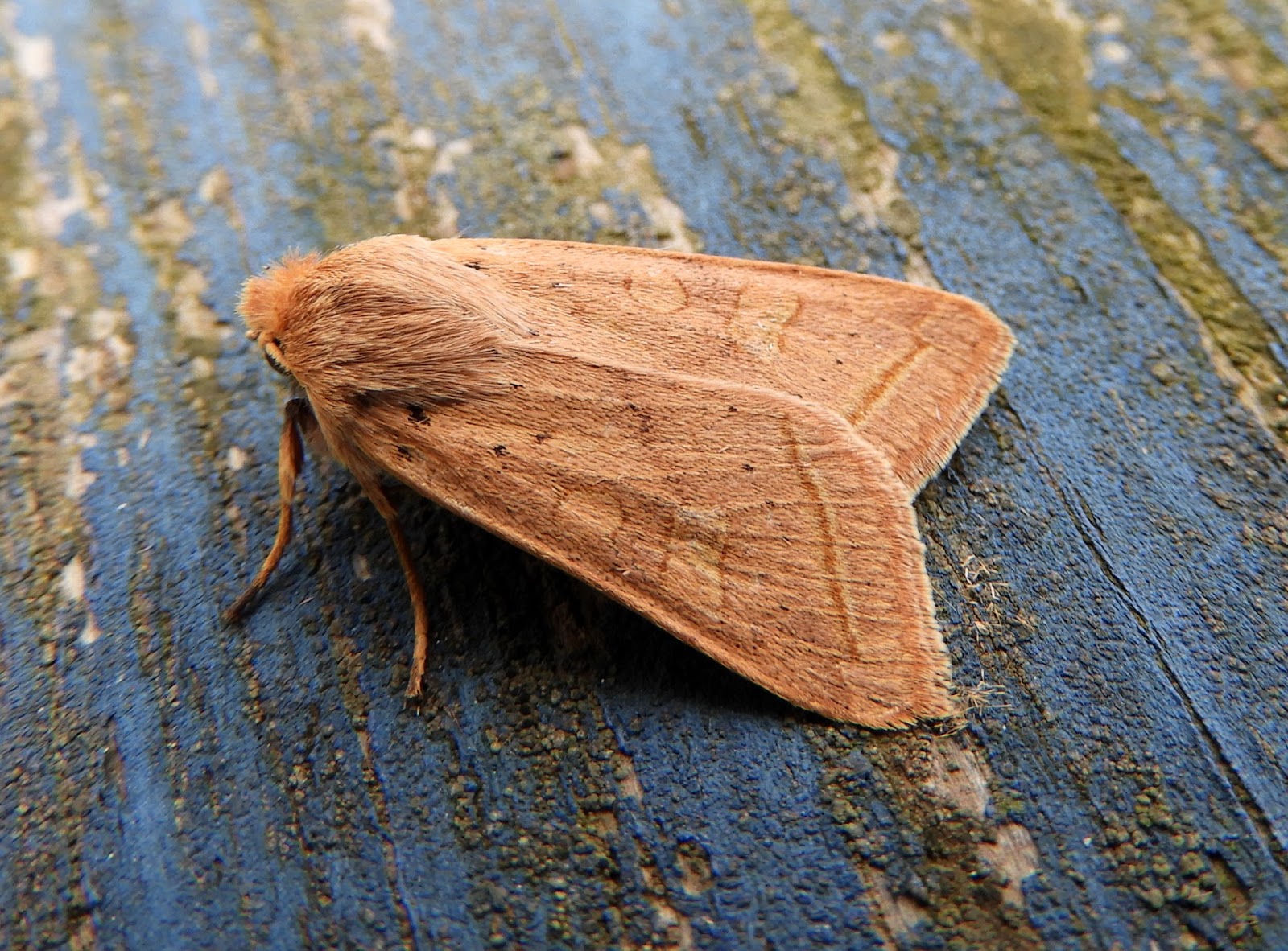 birdingexmouth: Immigrant Moth Numbers