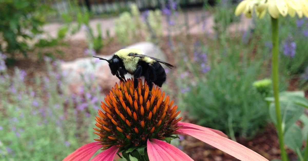 Colorado Garden Punch List - Betty Cahill: August Insect Invasion ...