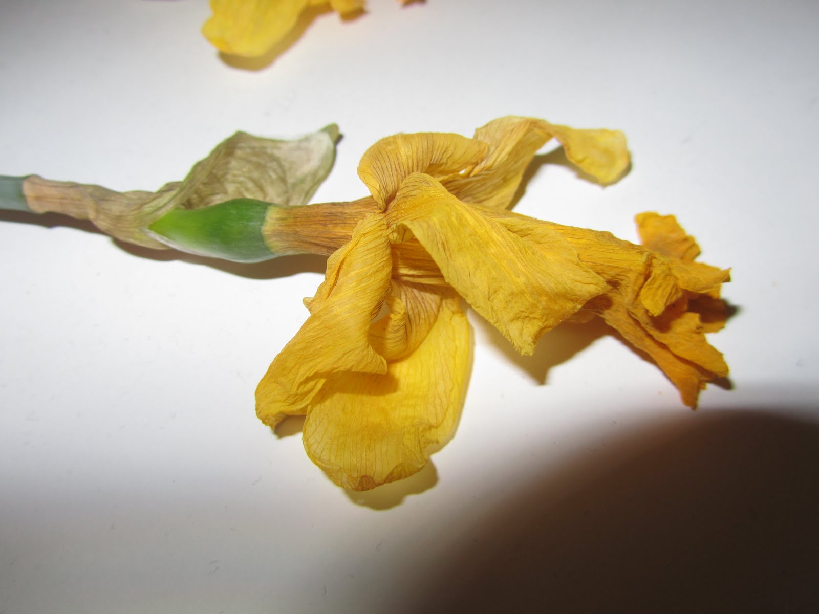 Design Practice: The Decomposition of a Flower.