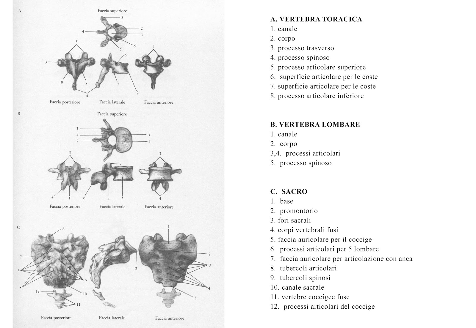 CON IL CORPO VIVO : CORPO ANATOMICO: OSSA DEL TORSO