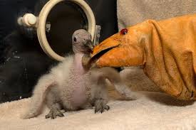 Chaosivity: Locale Love: San Diego Zoo and Safari Park