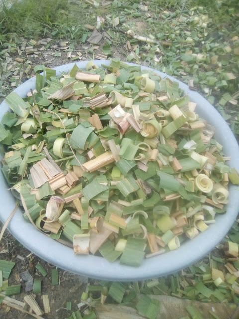 Jom Tanam Sayur ( JTS ) : Daun Tebu Sebagai Sungkupan TerbaikJom Tanam ...