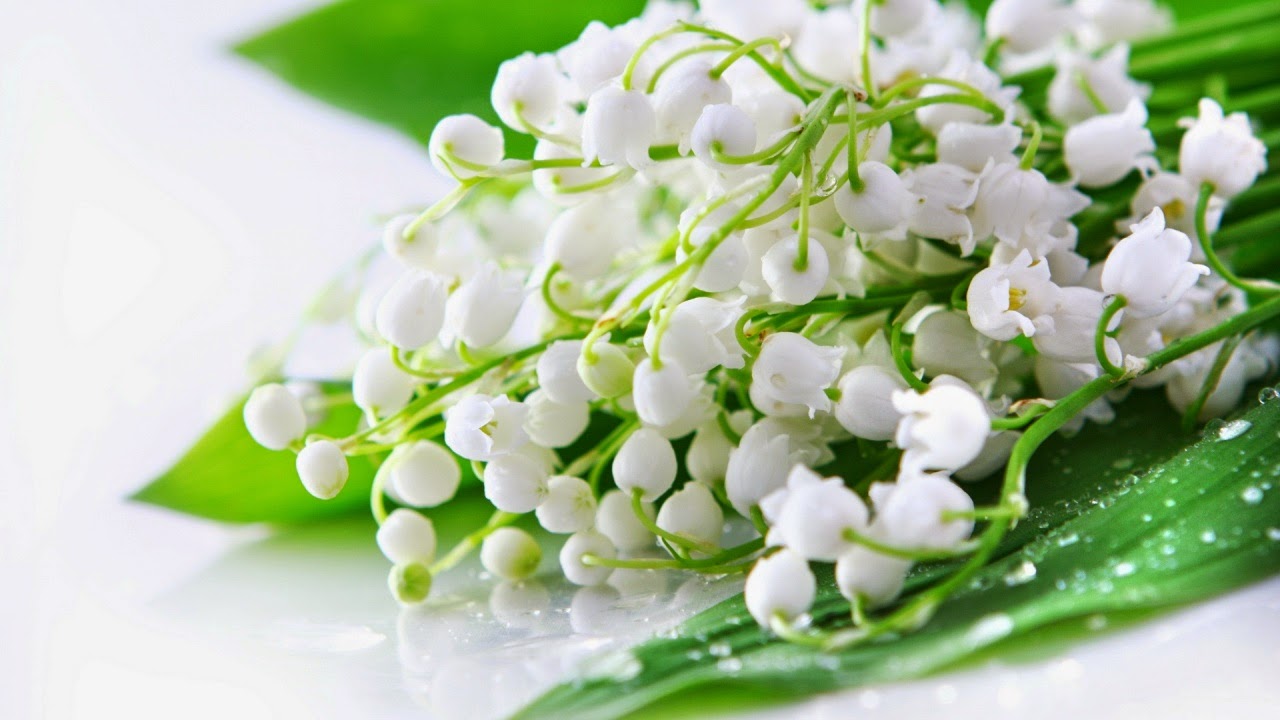 SECTIA IMPRUMUT CARTE PENTRU COPII: ISTORIA LACRAMIOAREI