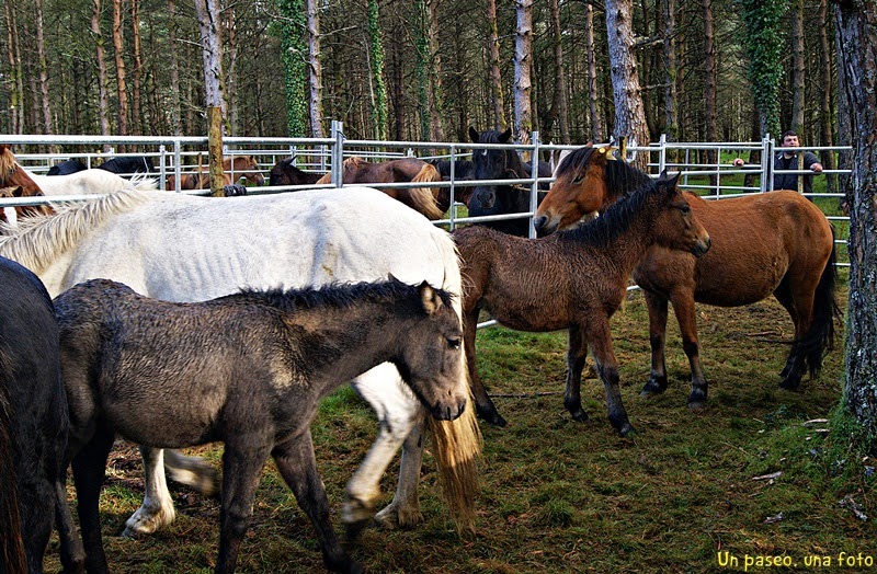 Un paseo,una foto: XXVII Feira do poldro e gando de monte. Muras (Lugo)