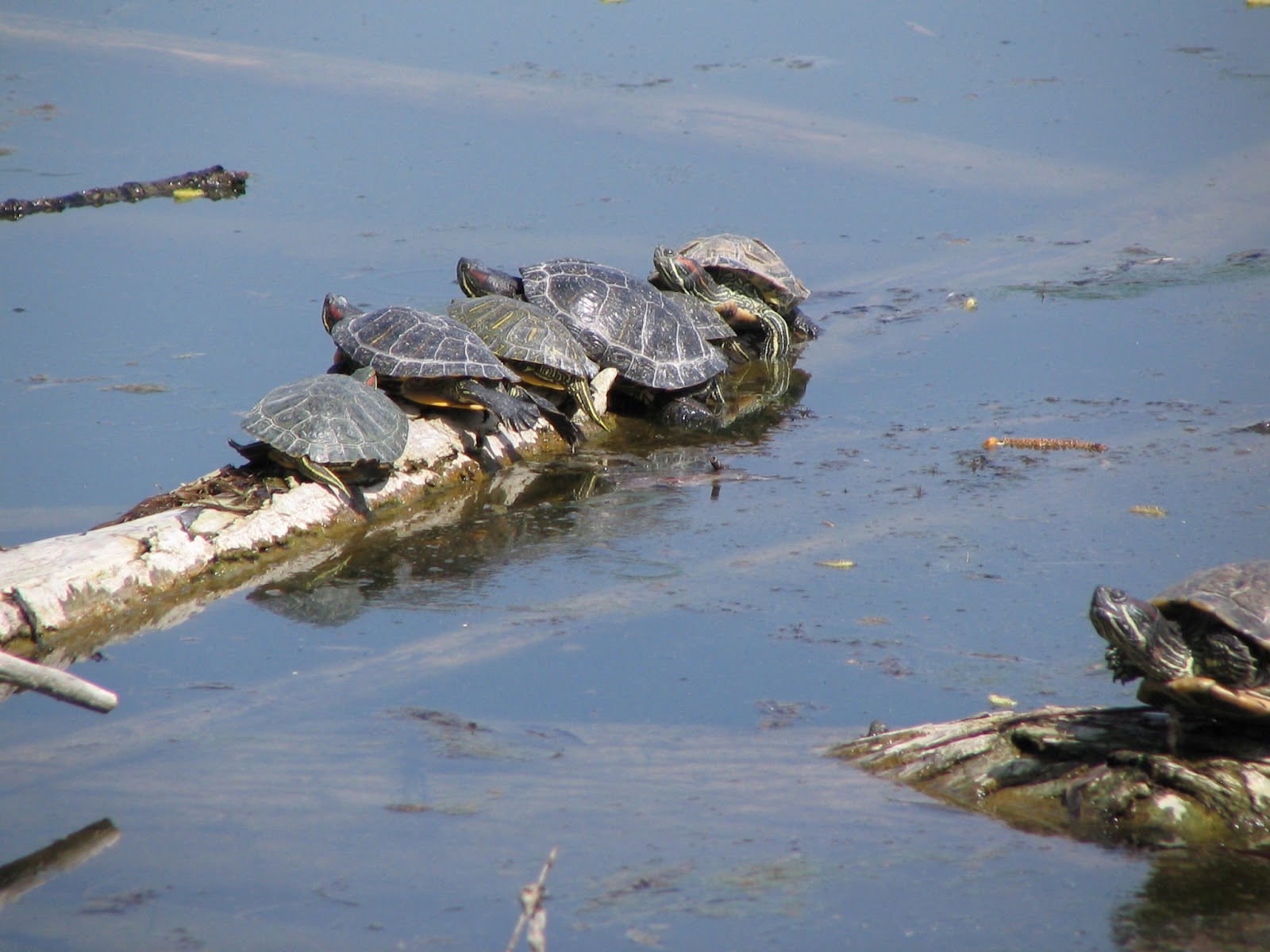 LA MULȚI ANI, ROMÂNIA!: Testoase
