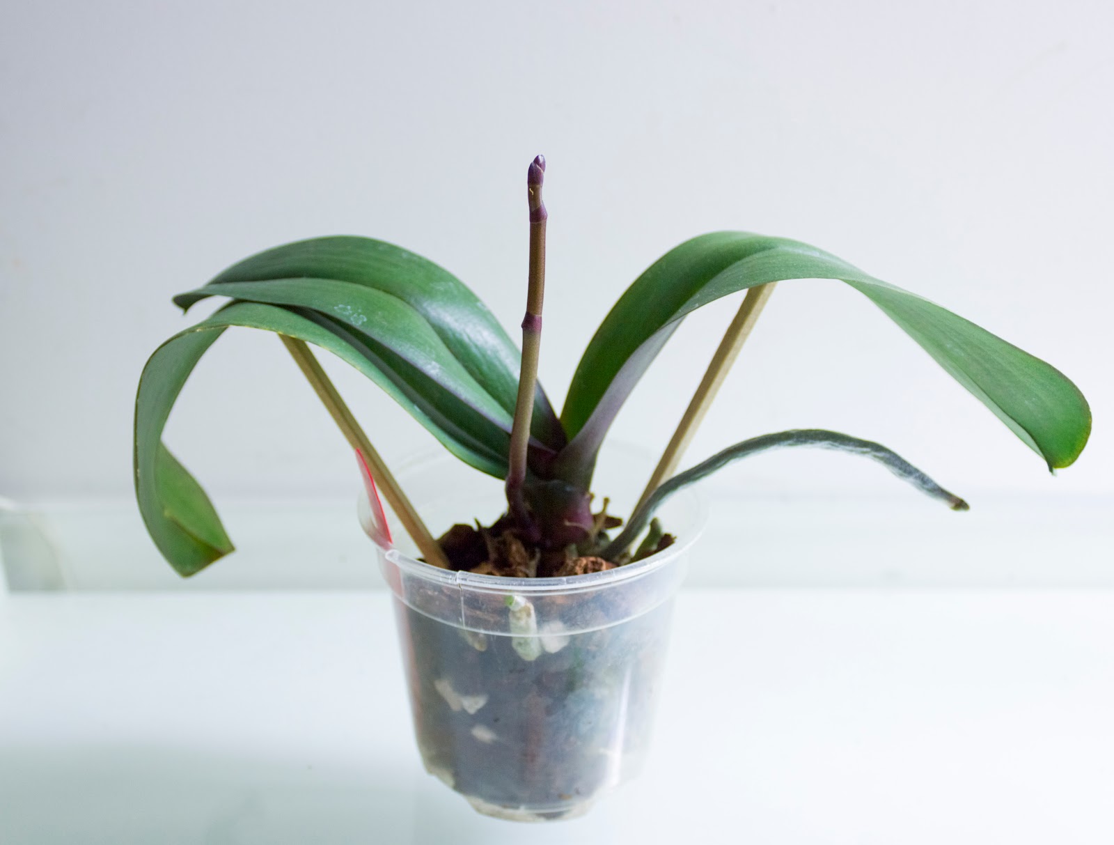 Maria's Orchids: Propping up drooped phalaenopsis leaves