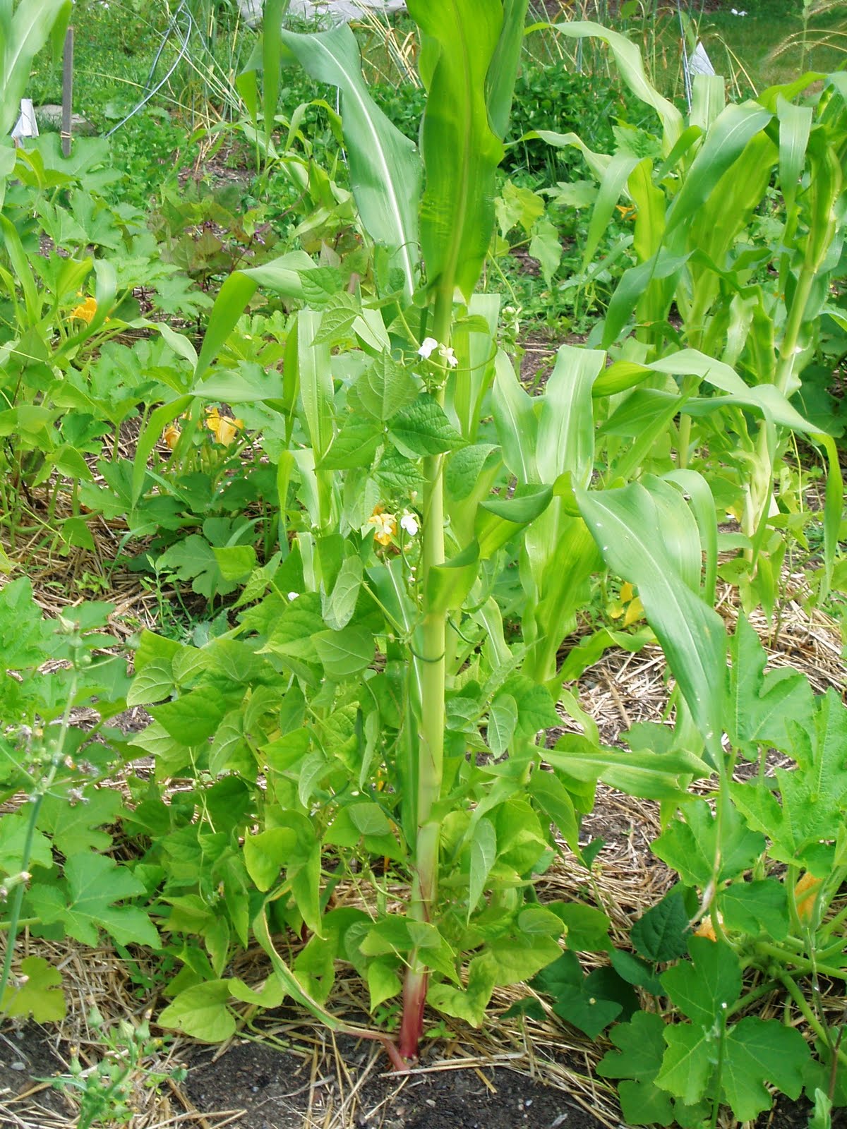 Williams Sustainable Garden Project: Three Sisters: Corn, Beans, and Squash
