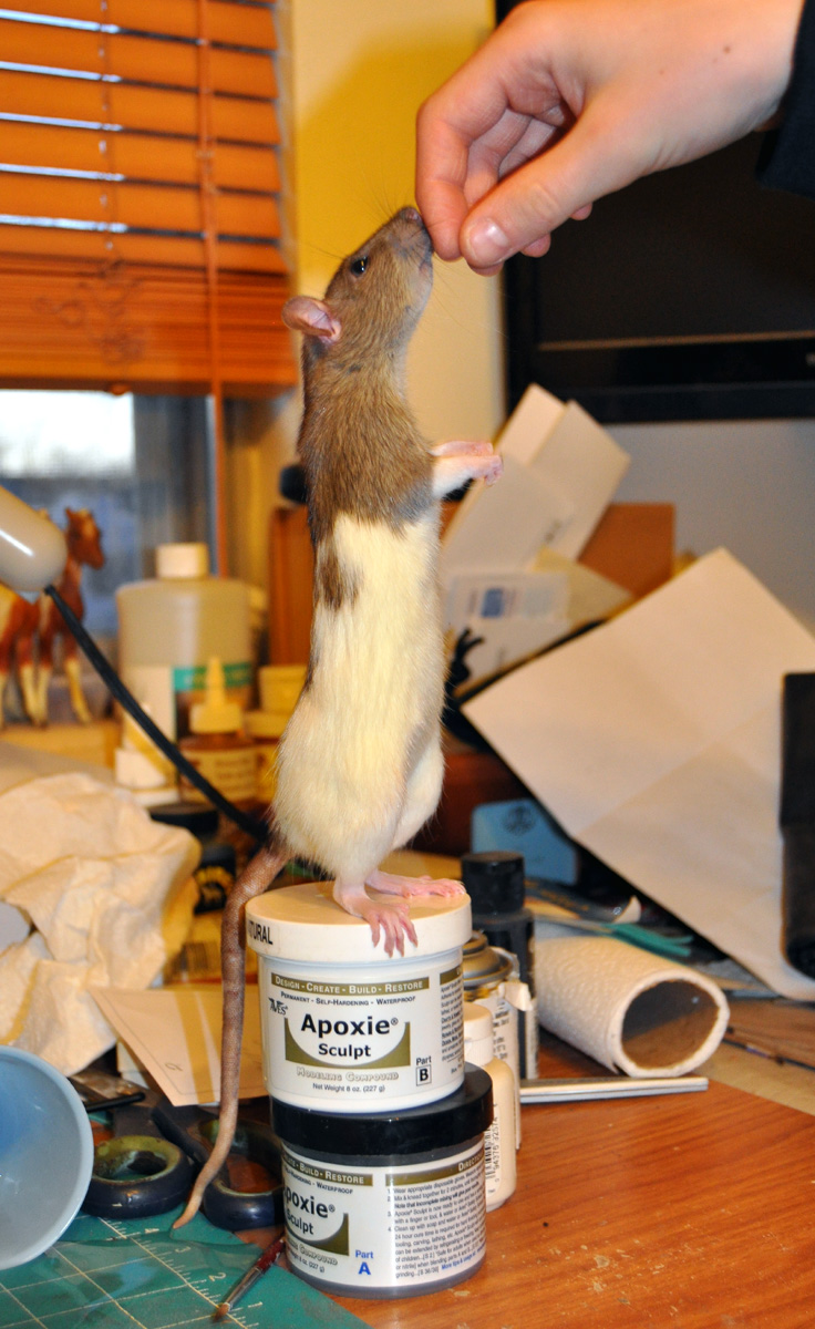 Jennifer's Photo Blog: Circus rat