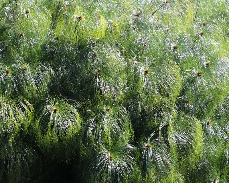 Cách ứng dụng cây Thuỷ Trúc Thái làm cảnh