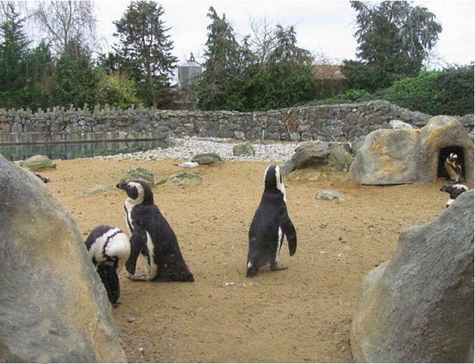 All about plants and planters: Natural rock effect penguin nesting box