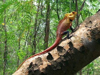 The Skeptic Guru: Holy Cow! How religion makes us Violant.