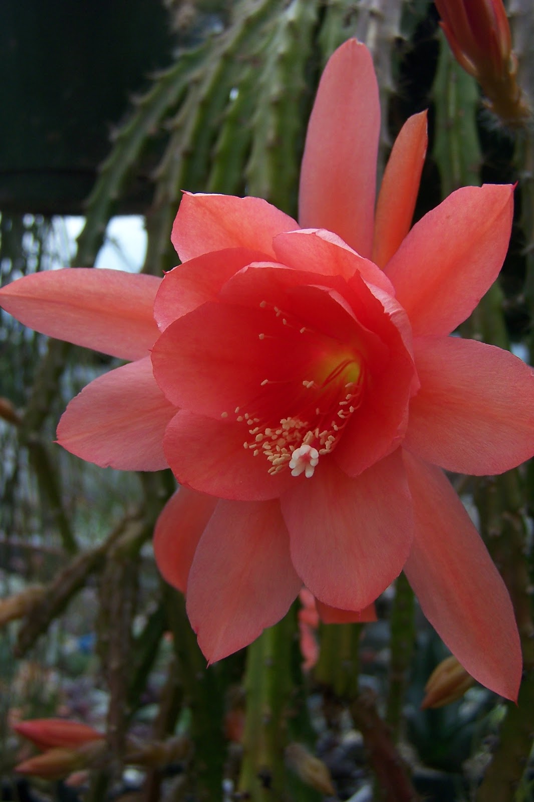Oregon Cactus Blog: Aporocactus 'Oakleigh Conquest'
