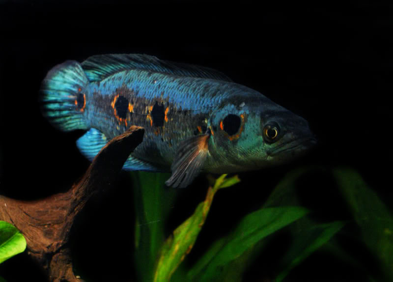 KumpaW BreakeR fishing: khasiat Ikan haruan