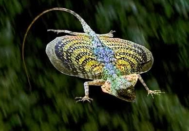 Ciri Khusus Cicak Terbang/Cleret Gombel/Cekibar dan Fungsinya - zooplant