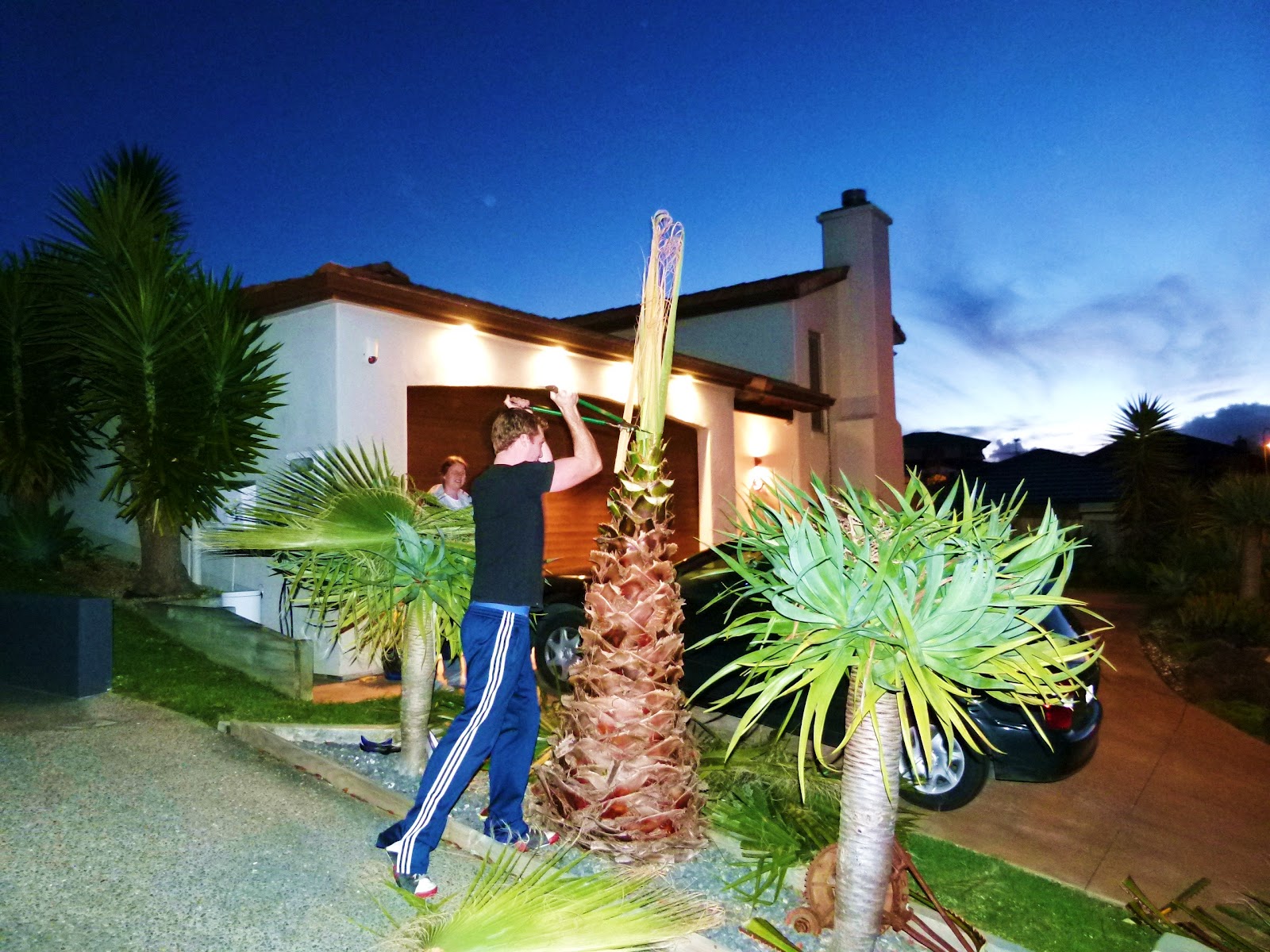 DIET COKE ROCKS: FROGS AND BYE BYE PALM TREE