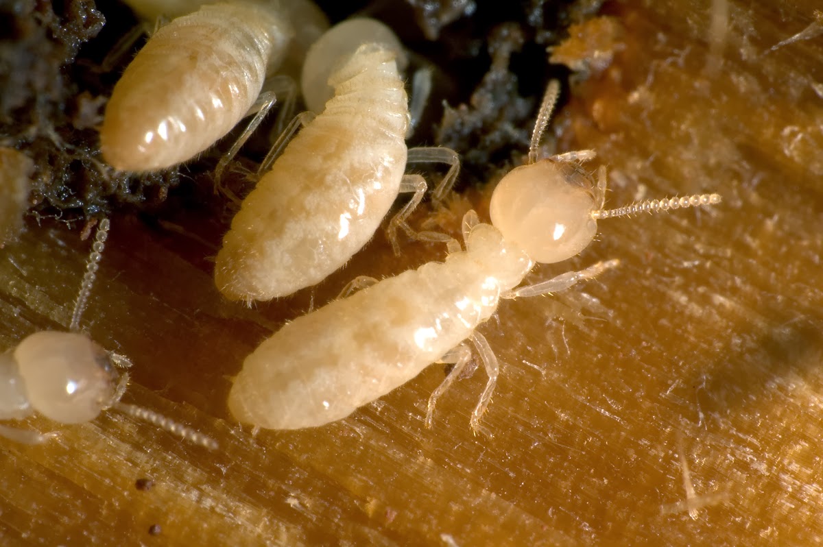 HD Wallpapers Desktop: Termite HD Wallpapers