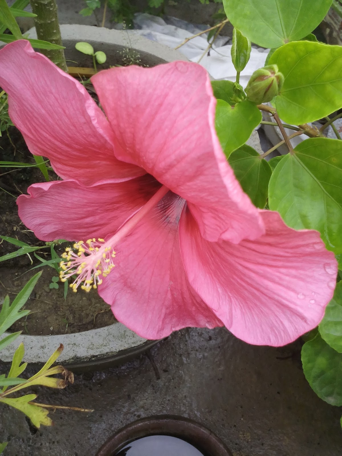 Natureklik: Blooming Hibiscus