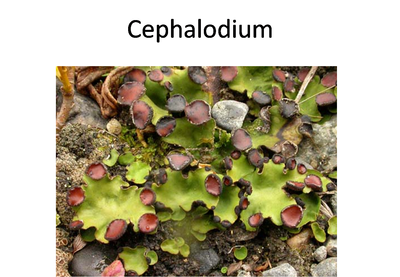 Getallhealthtips: LICHENS