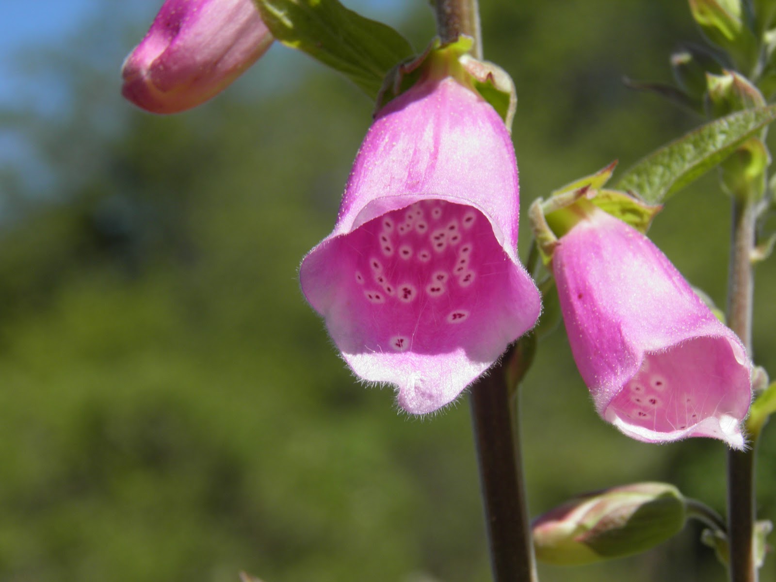humbot: The Many Faces of Foxglove