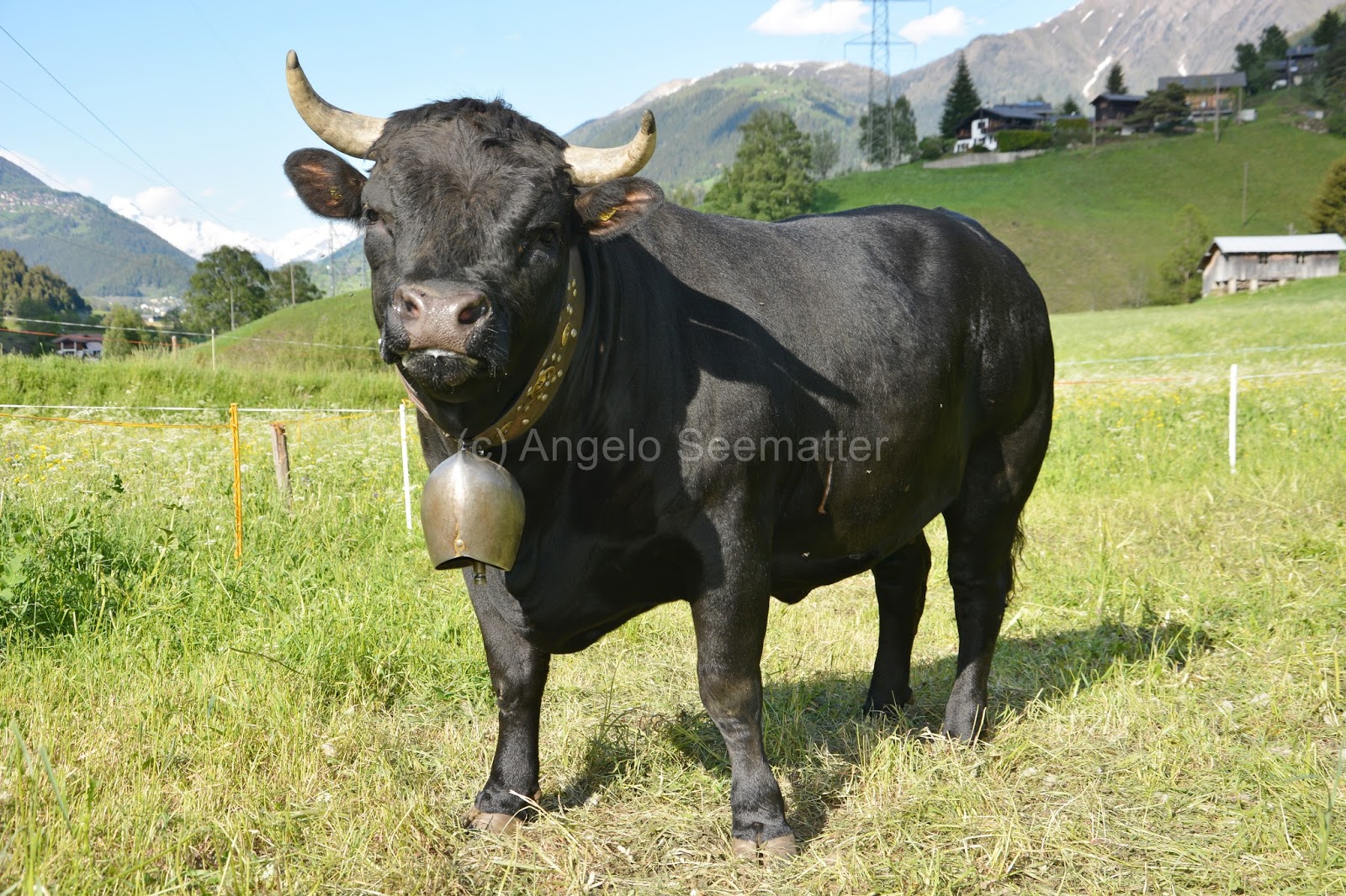 Inspiration Eringerkuh: Mai 2017