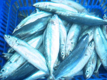 hamasale's agribusiness