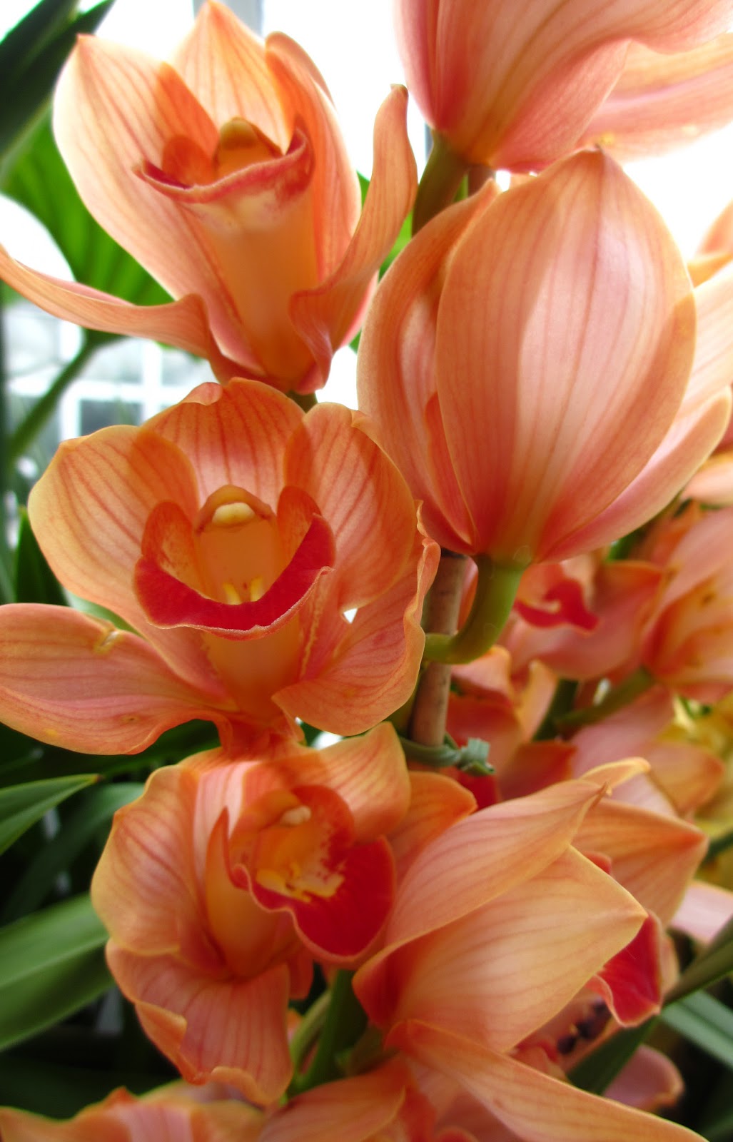 The Daily Apple: Apple #629: Orchids