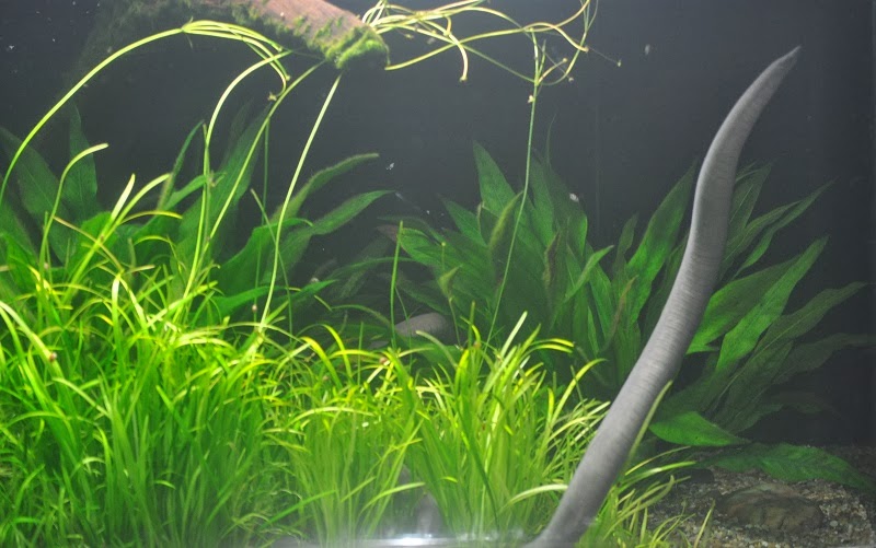 ZOOTOGRAFIANDO (6.096 ANIMALS): CECILIA CAYENNE / CAYENNE CAECILIAN ...