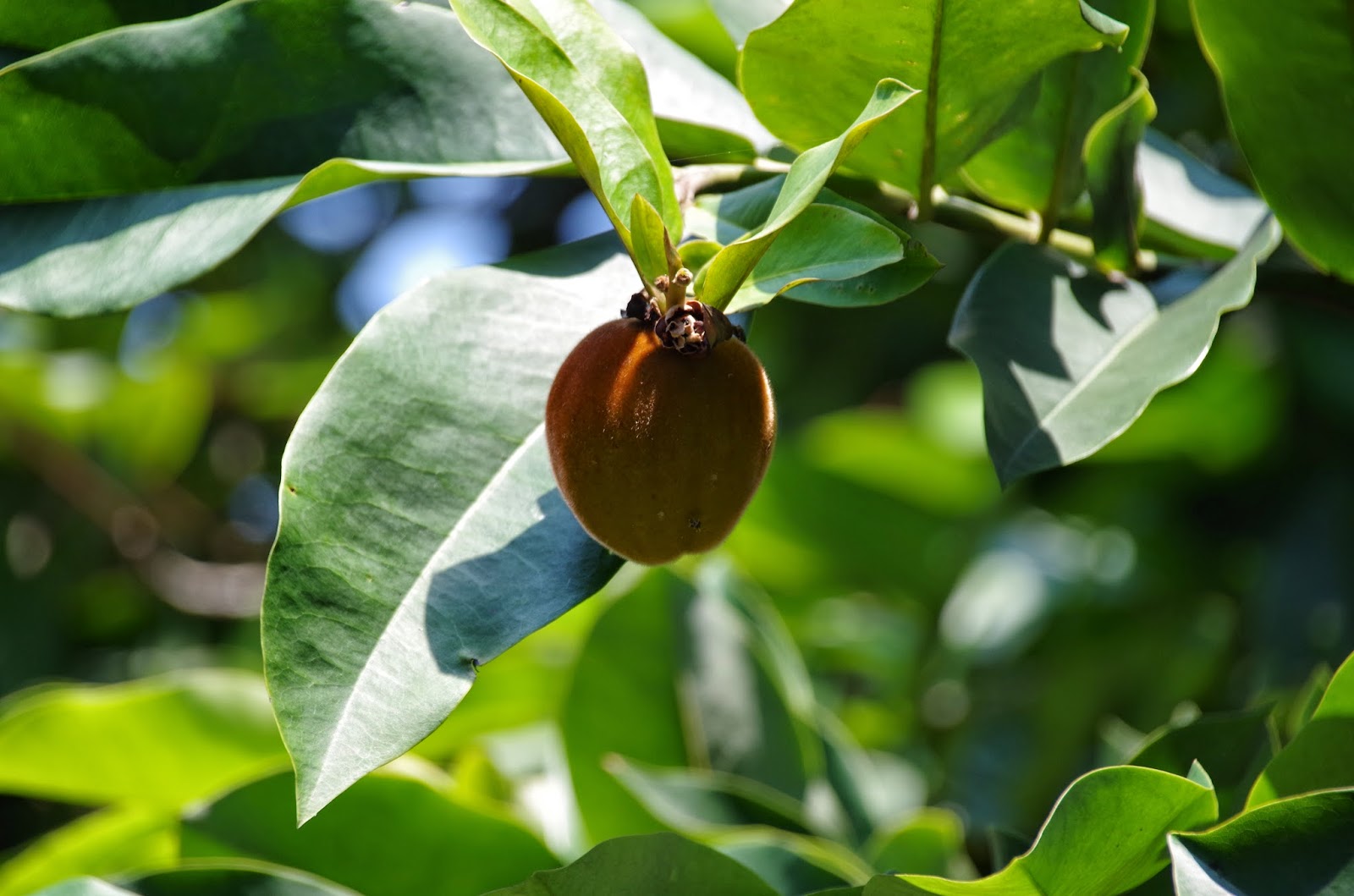 Trees and Plants: Butterfruit